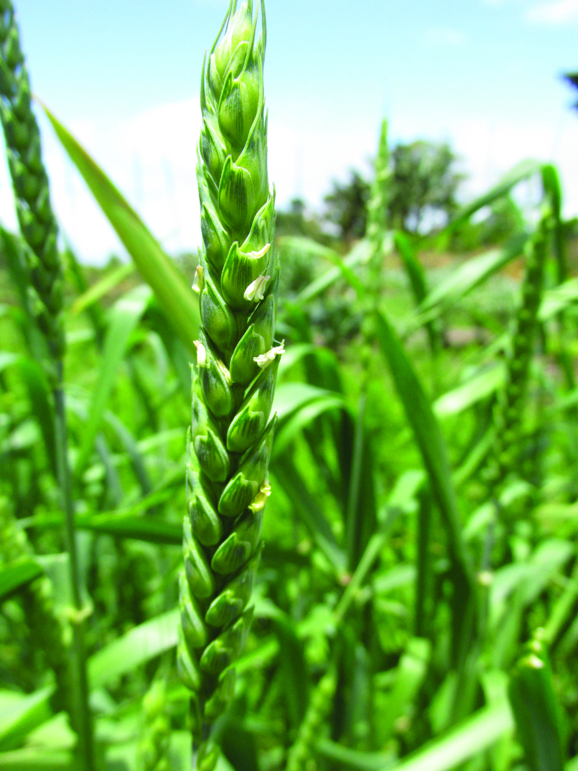Baking With ‘Red Fife’ Wheat Heritage Grain - Grit